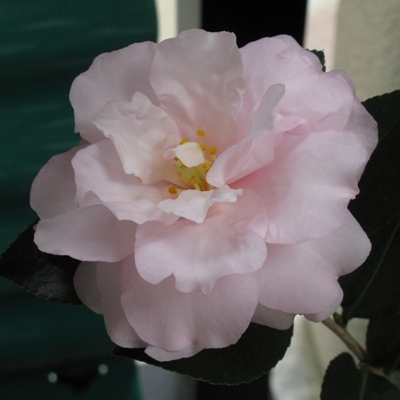 Agnes Morris | American Camellia Society
