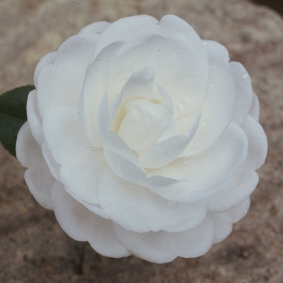 Allie Habel | American Camellia Society