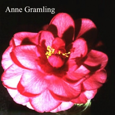 Anne Gramling | American Camellia Society