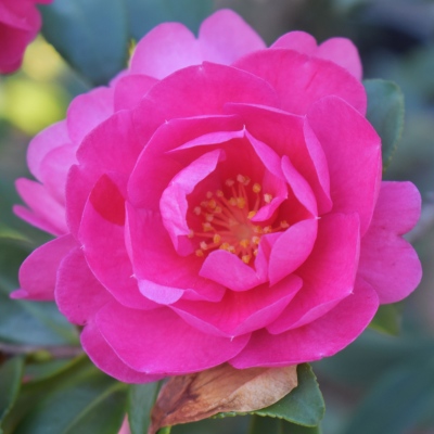 Antique Rose | American Camellia Society