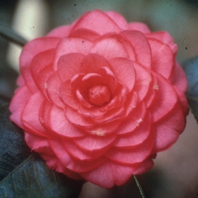 April Rose | American Camellia Society