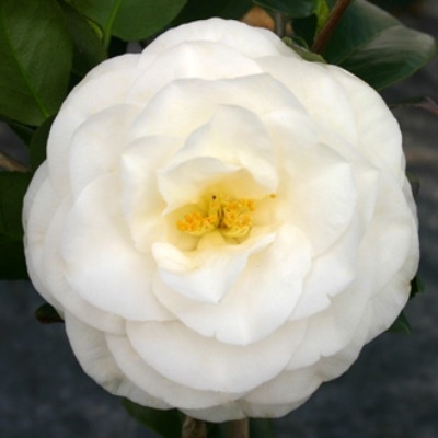 April Snow | American Camellia Society