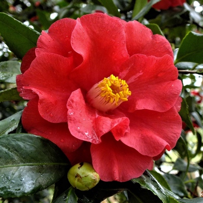 Atomic Red | American Camellia Society