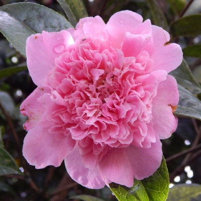 Ballet Queen | American Camellia Society