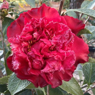 Barbara Dooley | American Camellia Society