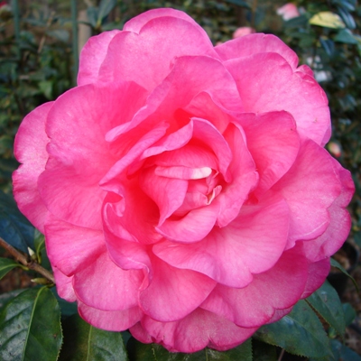 Barbara Goff | American Camellia Society