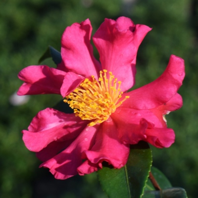 Big Wheel | American Camellia Society