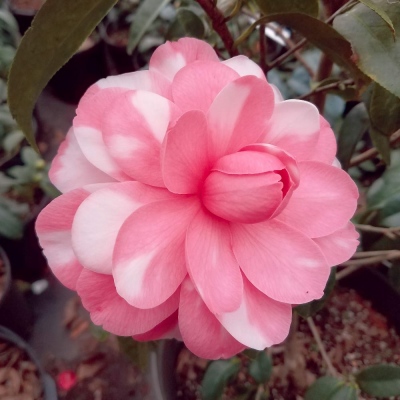 Bill Howell | American Camellia Society