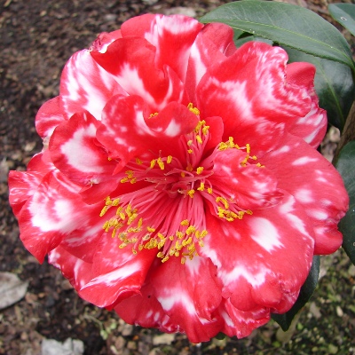 Bob Hope Variegated | American Camellia Society