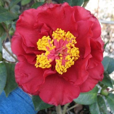 Bob Hope | American Camellia Society