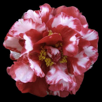 Bobbie Fain Variegated | American Camellia Society