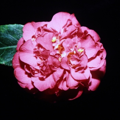 Bon Bon Red | American Camellia Society