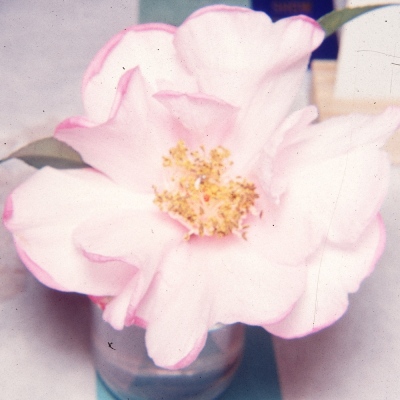 Bonnie Marie | American Camellia Society