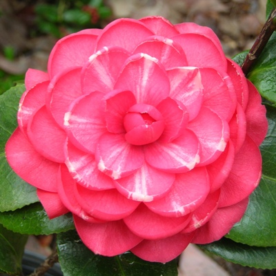 Brooke Variegated | American Camellia Society