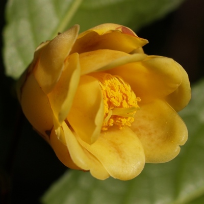 Species flava | American Camellia Society