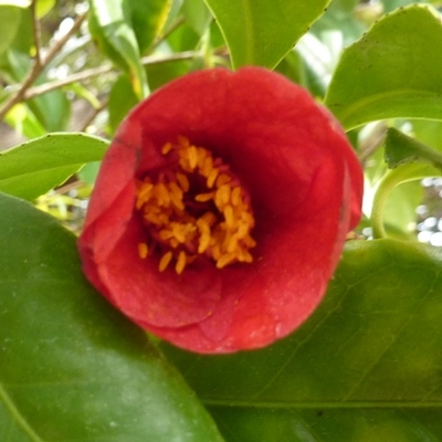 Species macrocarpa | American Camellia Society
