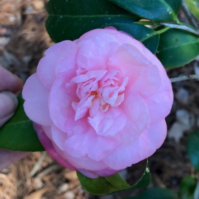 Cameo Pink | American Camellia Society