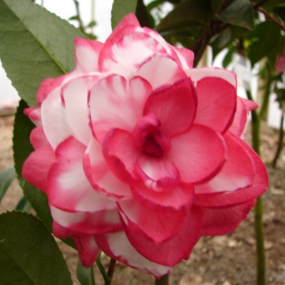 Campari Rose Variegated | American Camellia Society