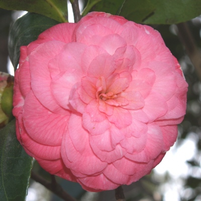 Captain Martin's Favorite | American Camellia Society