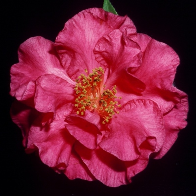 Captain Rawes | American Camellia Society