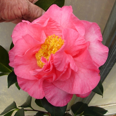 Carol Selph | American Camellia Society