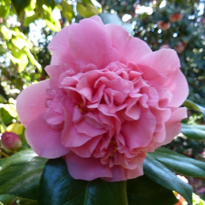 Carolyn Tuttle | American Camellia Society