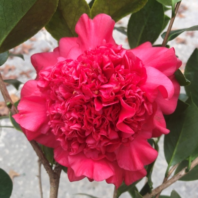 Cathy Dolan | American Camellia Society