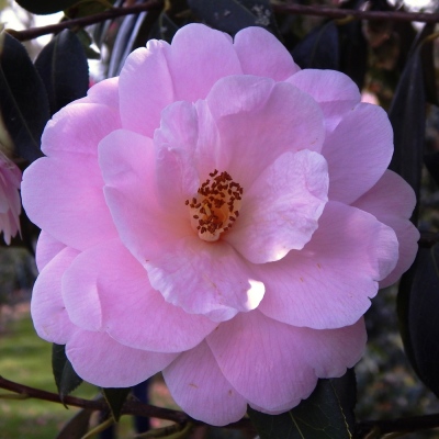 Charles Colbert | American Camellia Society