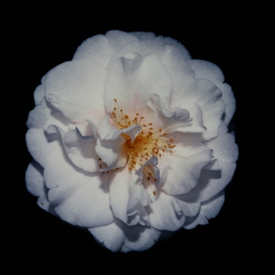 Chow's Han-Ling | American Camellia Society