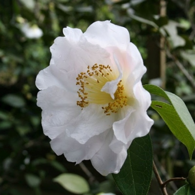 Chrissie's Retic | American Camellia Society