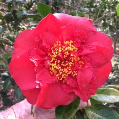 Clark Hubbs | American Camellia Society