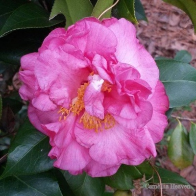 Coral Mist | American Camellia Society