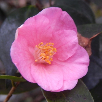 Cornish Spring | American Camellia Society