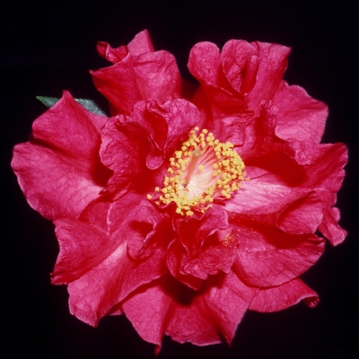 Crimson Robe (Dataohong) | American Camellia Society
