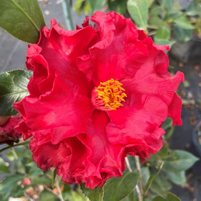 Dancing Flame | American Camellia Society