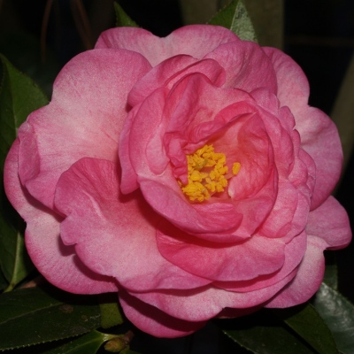 Debbie Odom | American Camellia Society