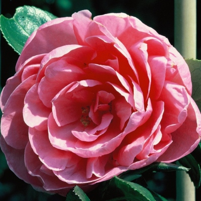 Edward Marshall Boehm | American Camellia Society