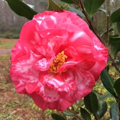 Eleanor Finley Variegated | American Camellia Society