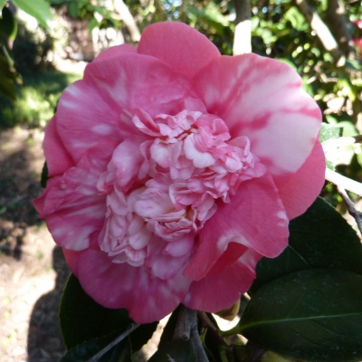 Elegans Miniata | American Camellia Society