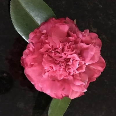 Esther Smith Pink | American Camellia Society