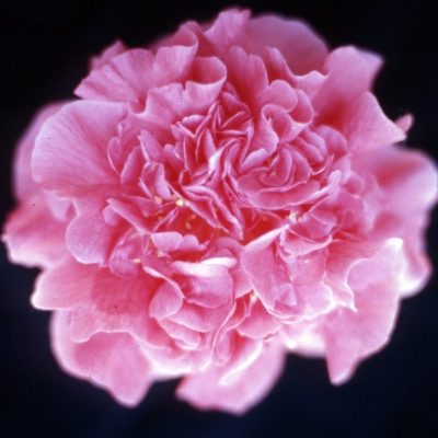 Evelyn Poe Pink | American Camellia Society