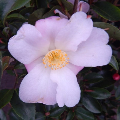 Fairy Blush | American Camellia Society