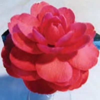 Fred Mayo | American Camellia Society