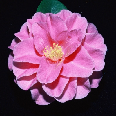 General George Patton | American Camellia Society