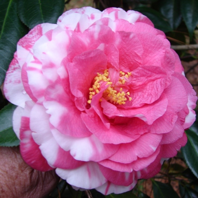 Ginny Anderson Variegated | American Camellia Society