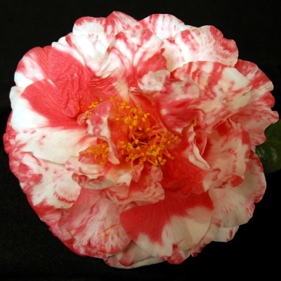 Ginny Anderson | American Camellia Society