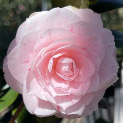 Grace Albritton Starfire | American Camellia Society