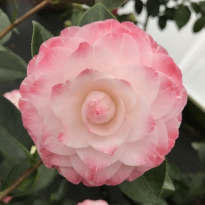 Grace Albritton | American Camellia Society