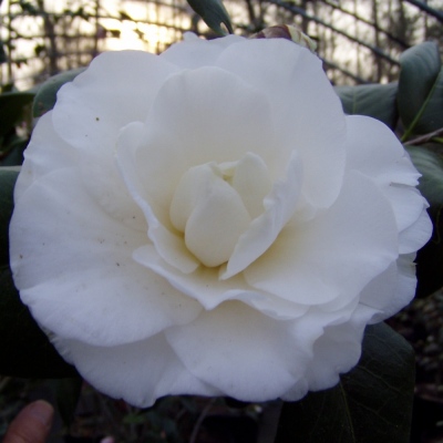 Han-Ling Snow | American Camellia Society