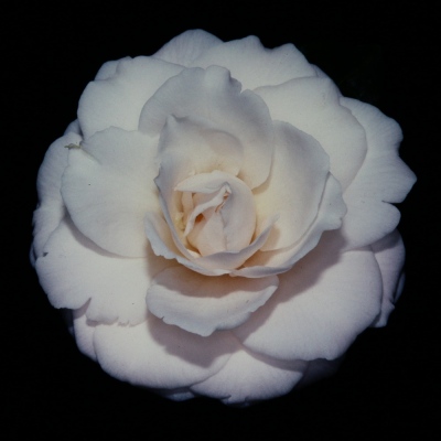 Helen Christian | American Camellia Society